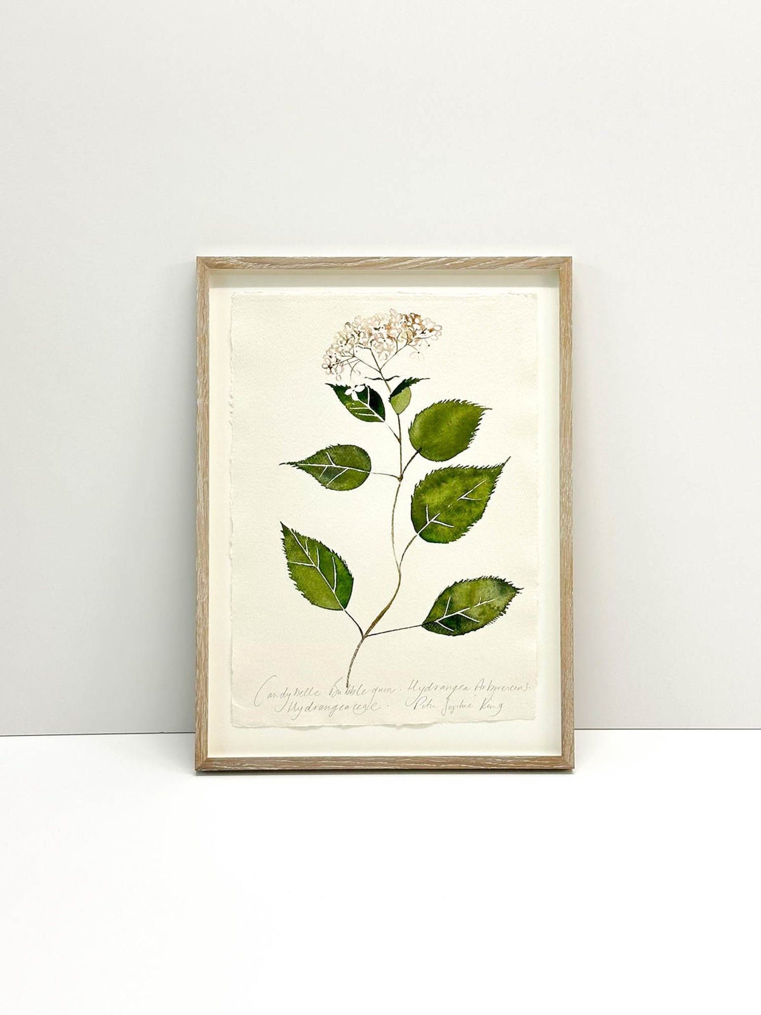 Candybelle Bubblegum Hydrangea Original by Peta King | Framed Paper ...