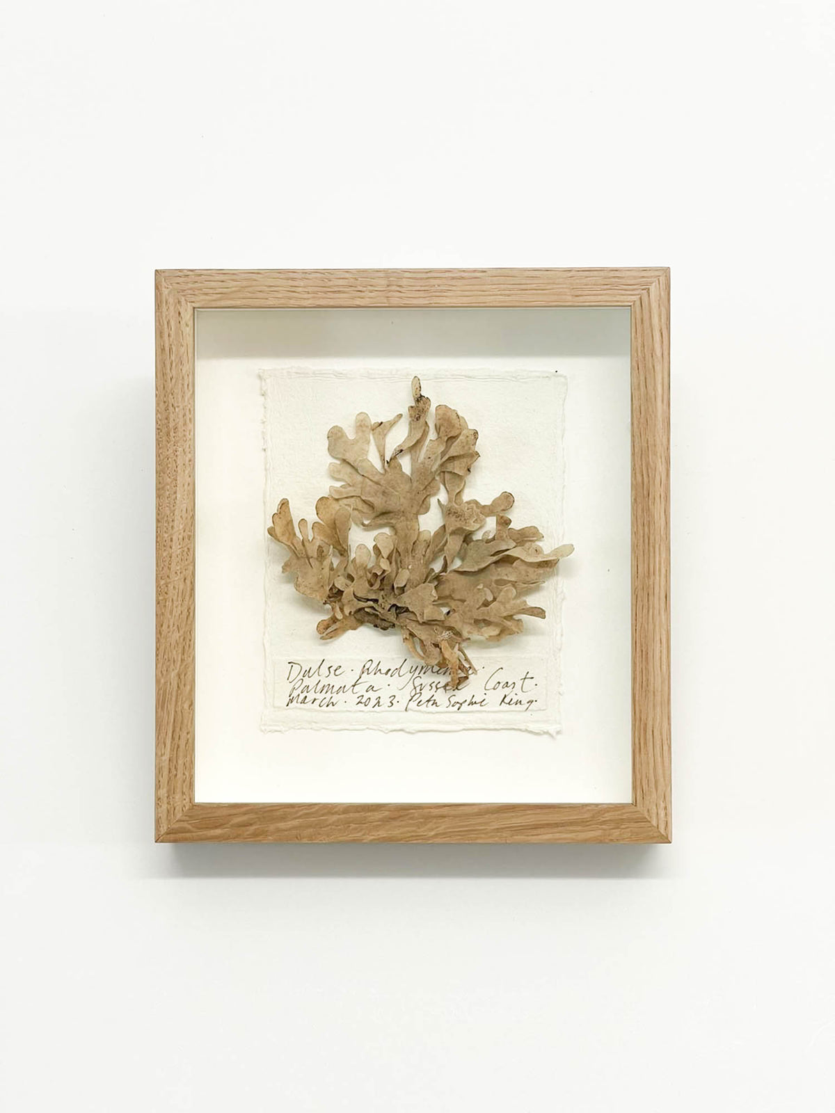 Dulse Seaweed Original Miniature by Peta King | 5 x 6 Pressing Framed ...