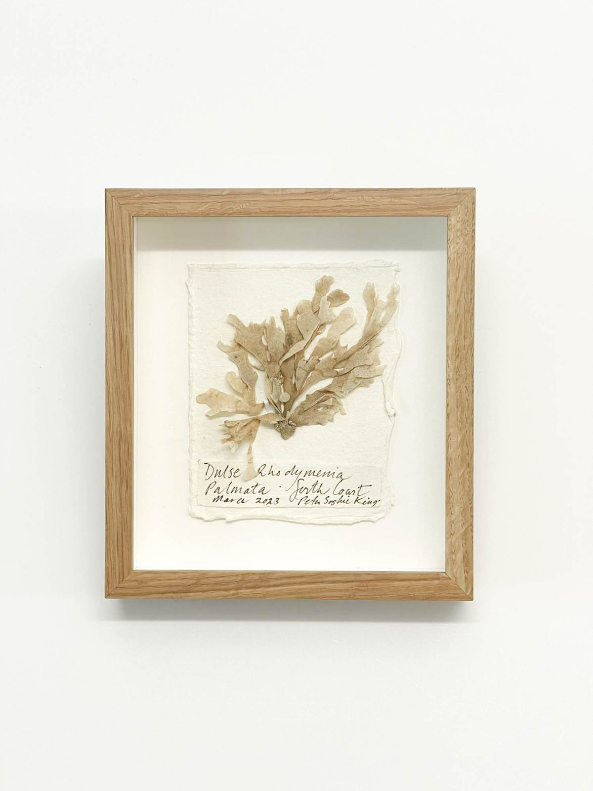 Dulse Seaweed Original II Miniature by Peta King | 5 x 6 Pressing ...
